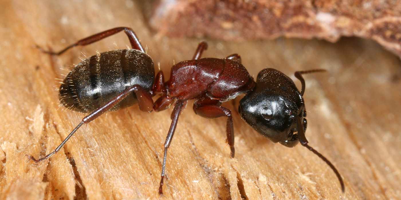 Carpenter Ant Damage What To Expect From An Infestation